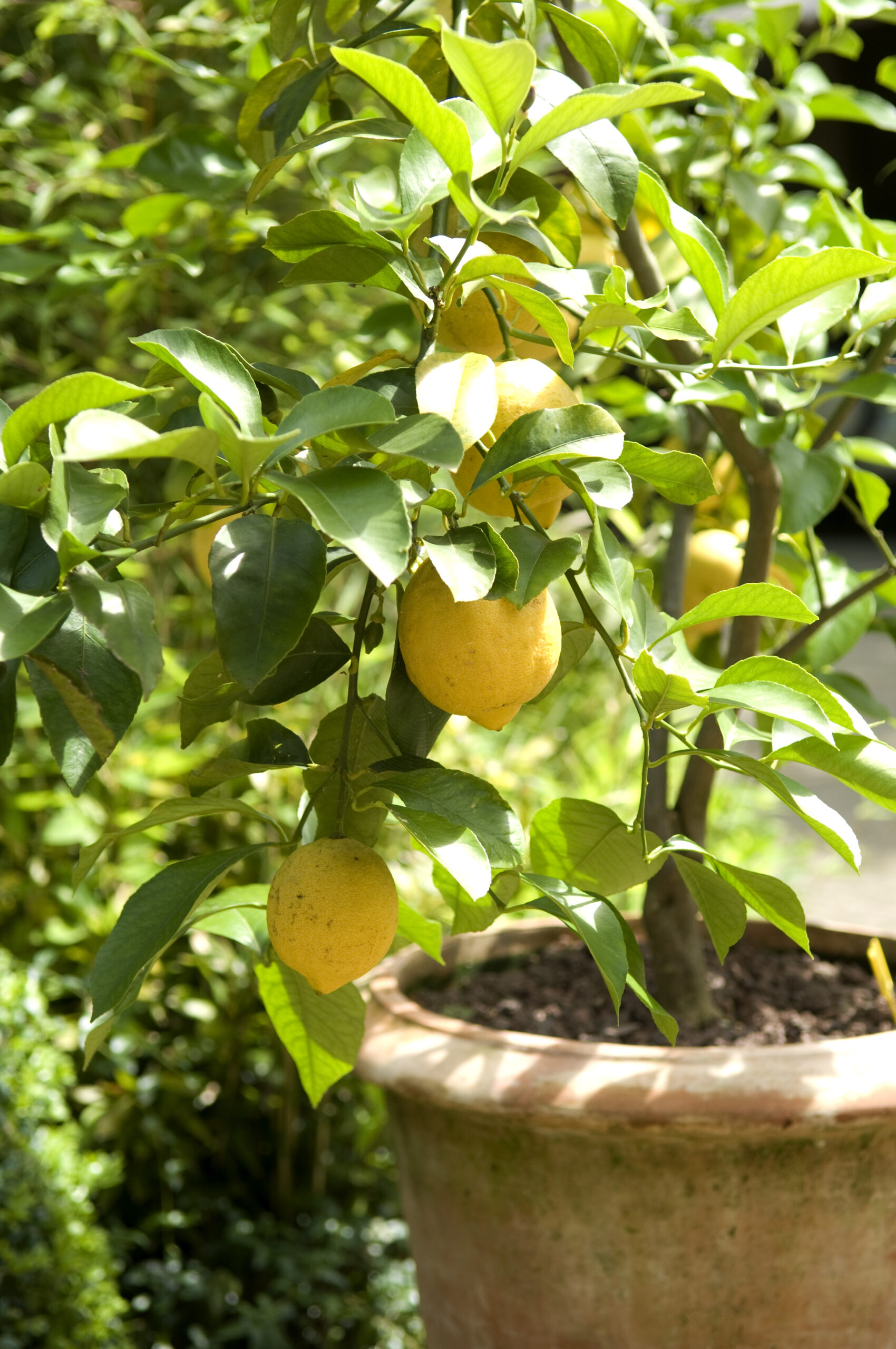 Citrus - Ostroplant